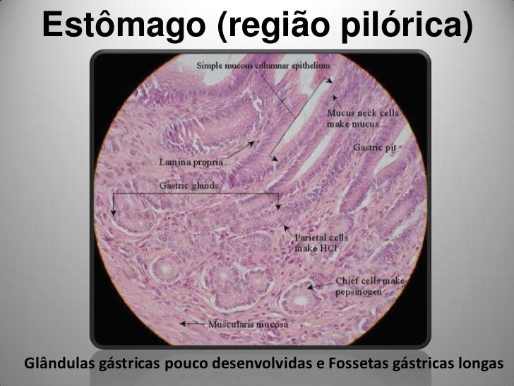 Monitoria – Lâminas Histológicas 03