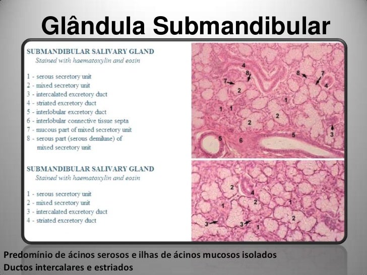 Monitoria – Lâminas Histológicas 03