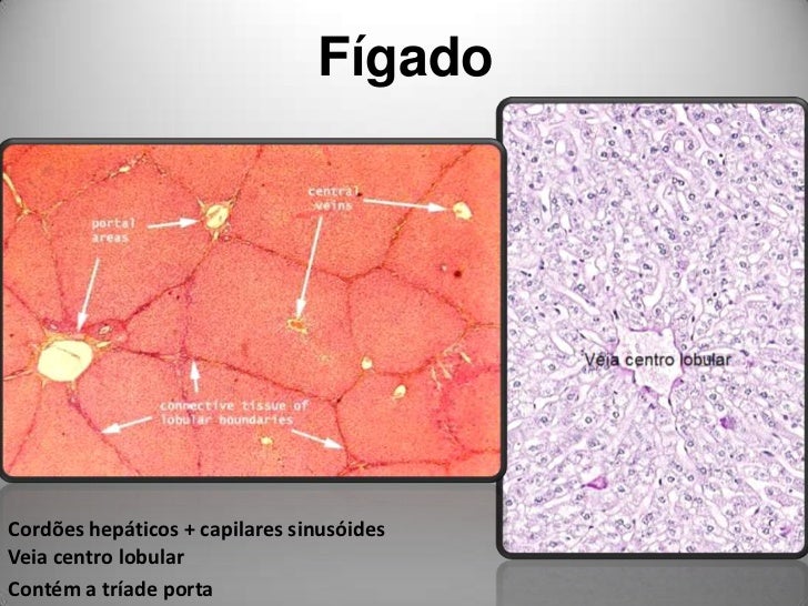 Monitoria – Lâminas Histológicas 03