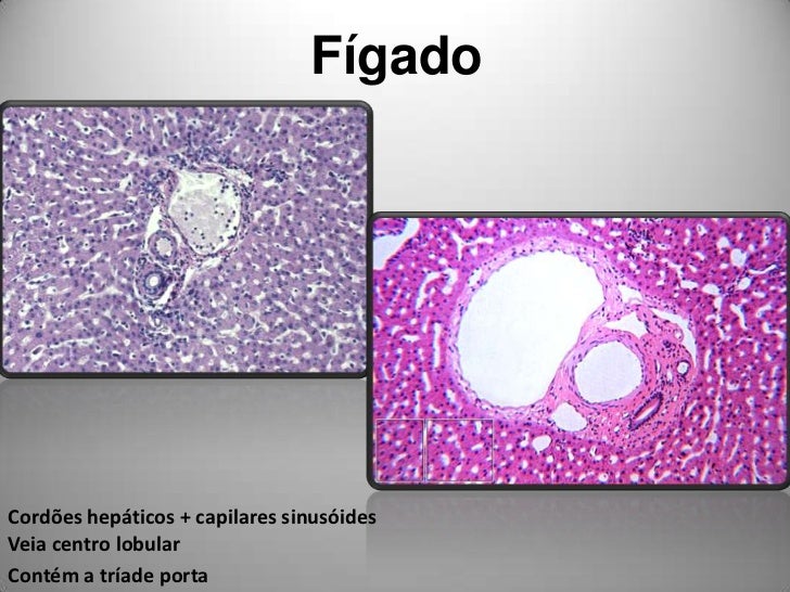 Monitoria – Lâminas Histológicas 03