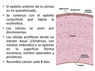 HISTOLOGIA DEL OJO | PPTX