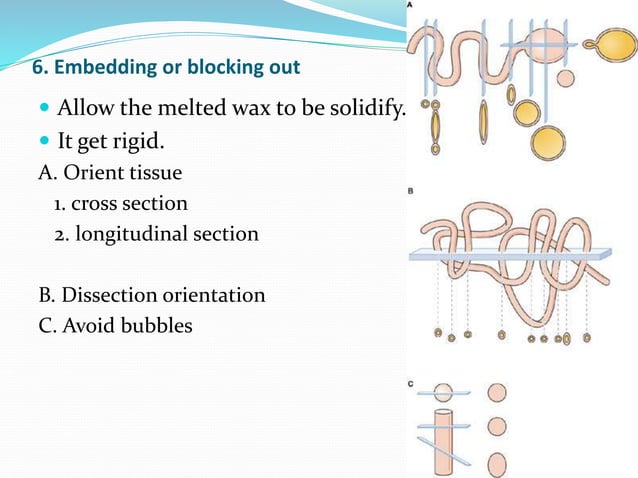 Tissue Preparation Histology | PPTX