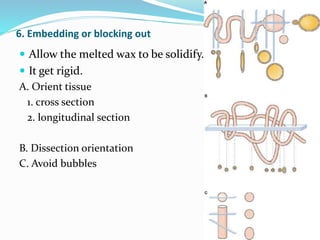 Tissue Preparation Histology | PPTX
