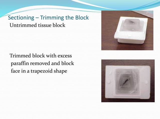 Tissue Preparation Histology