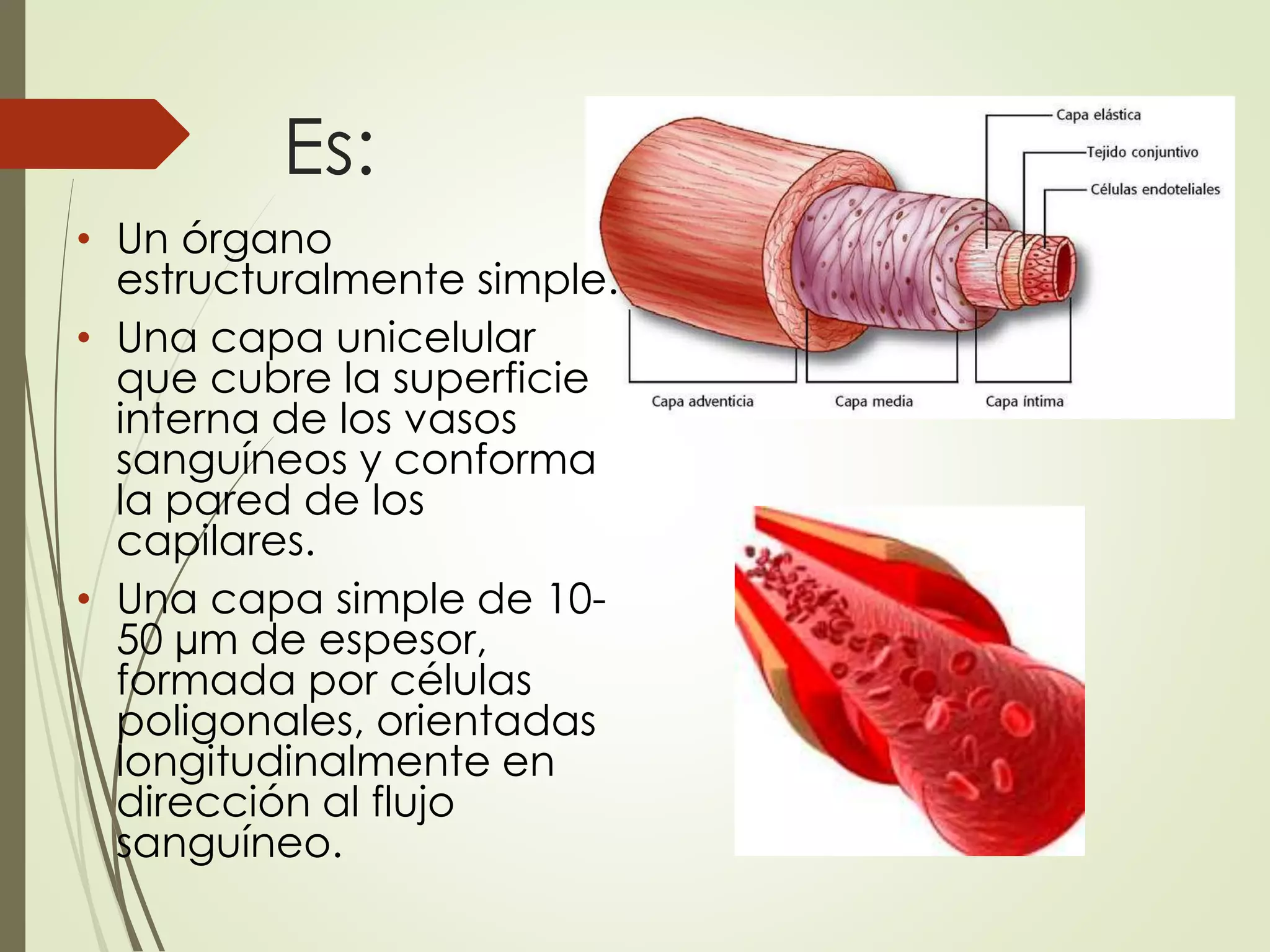 Endotelio Vascular | PPT