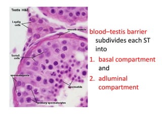 Histo.male reproductive system.2015.dk. | PPTX