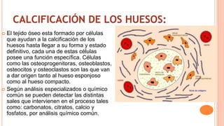 tejido óseo - histologia | PPTX