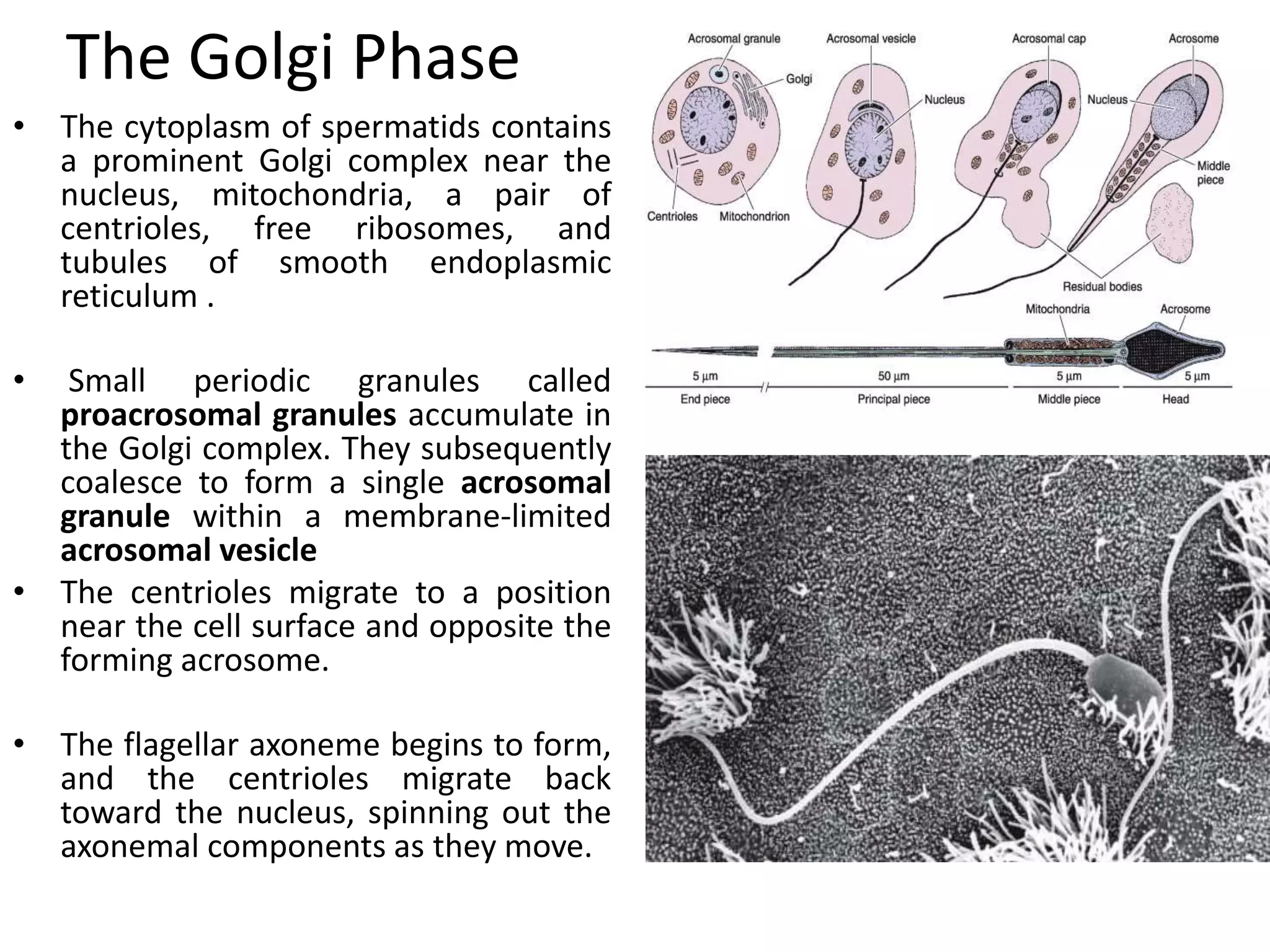 HISTO. MALE&FEMALE GENITALS FINAL- DR G. TOWO.pptx