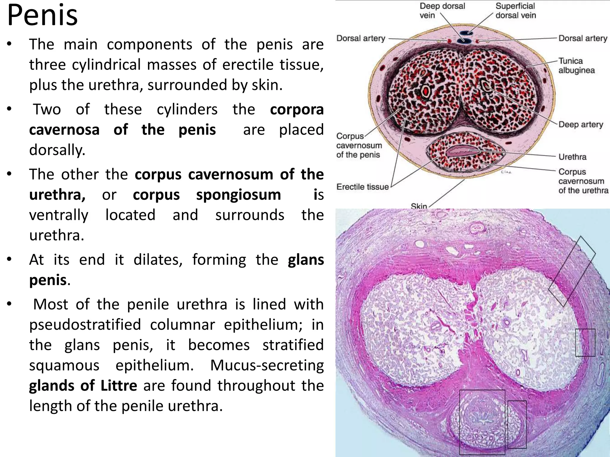 HISTO. MALE&FEMALE GENITALS FINAL- DR G. TOWO.pptx