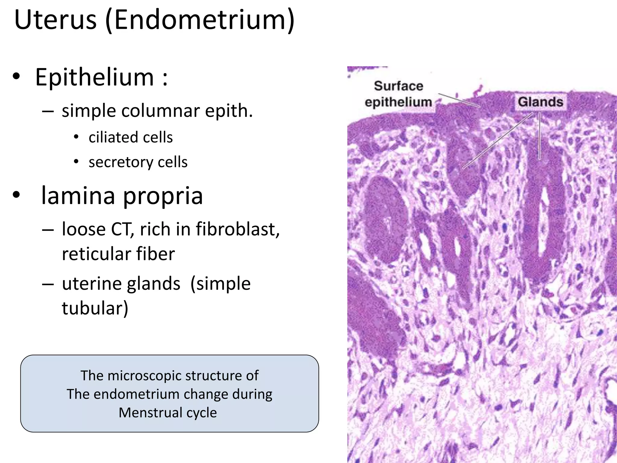HISTO. MALE&FEMALE GENITALS FINAL- DR G. TOWO.pptx