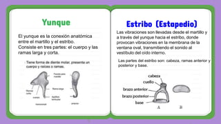 Aparato Visual y Auditivo-Histología.pptx