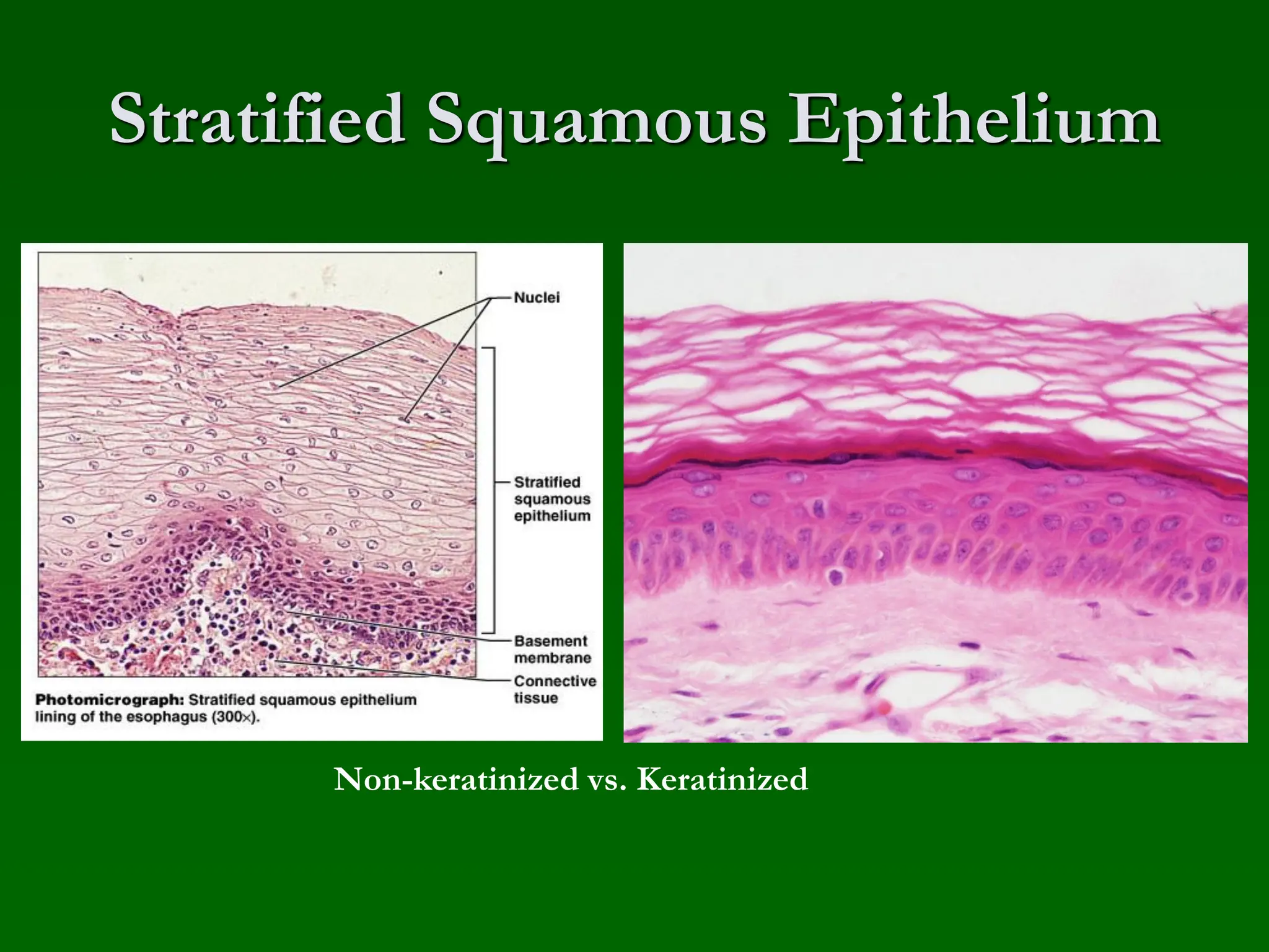 Histology basics of sciences and microanatomy.pdf