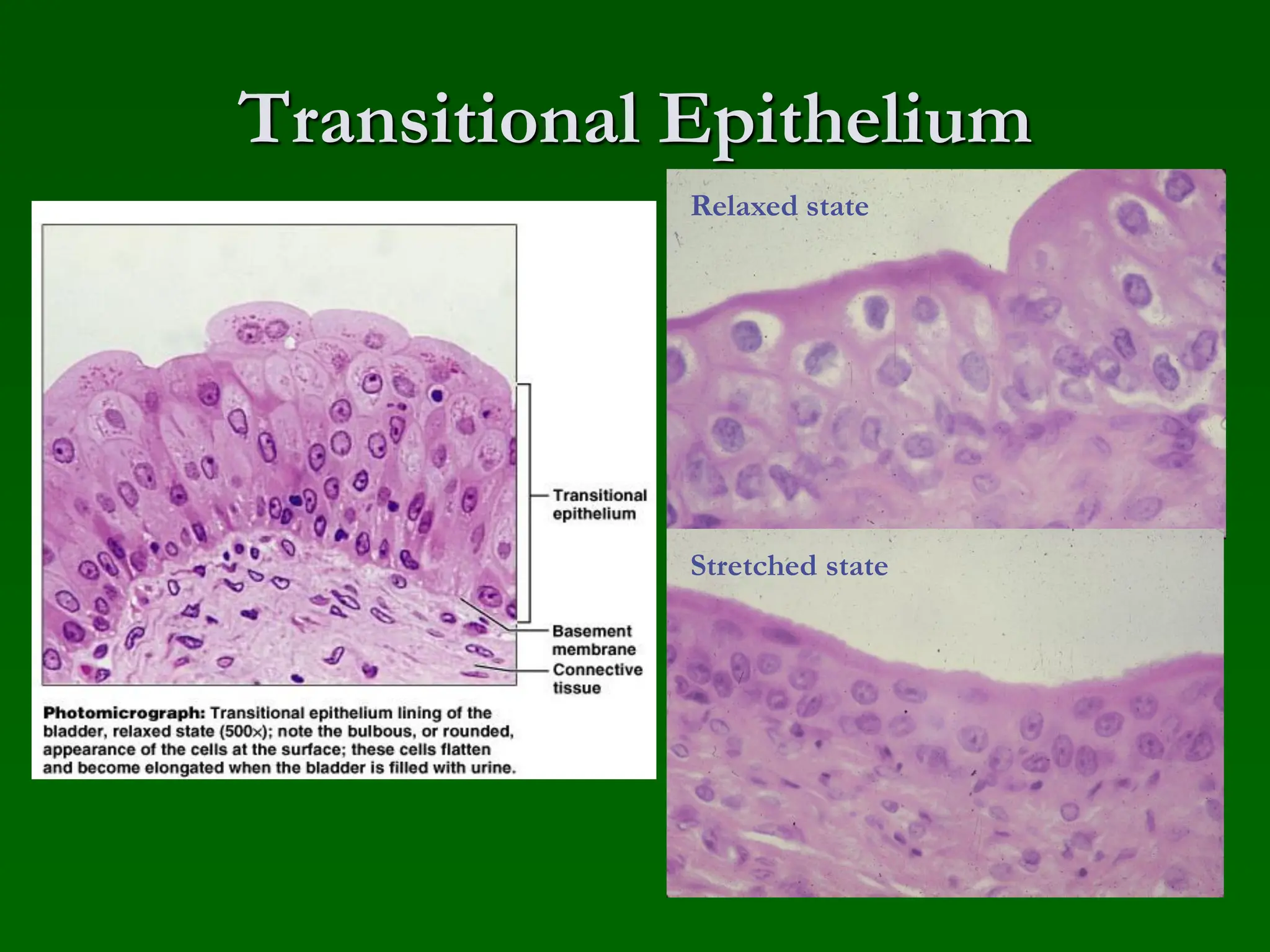 Histology basics of sciences and microanatomy.pdf