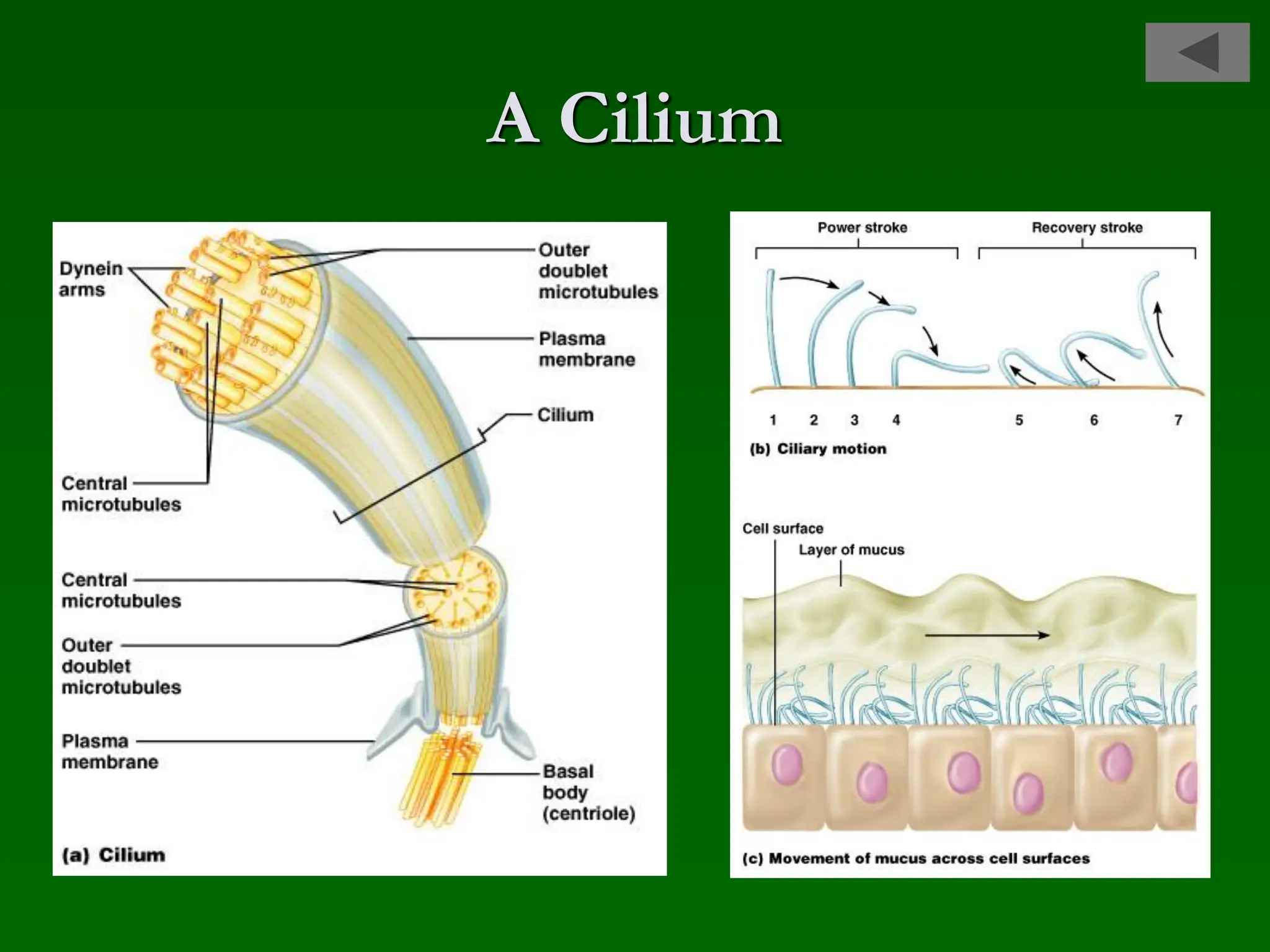 Histology basics of sciences and microanatomy.pdf
