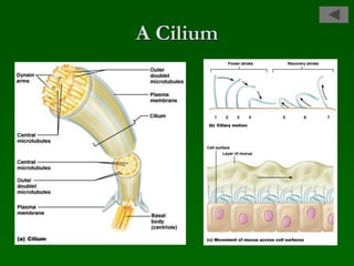 Histology basics of sciences and microanatomy.pdf