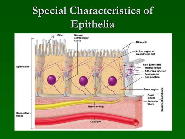 Histology basics of sciences and microanatomy.pdf