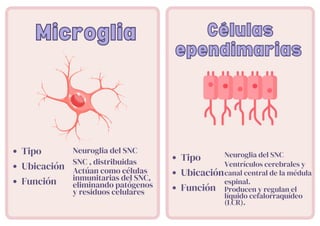 Histologia flashcard .segundo parcial . | PDF
