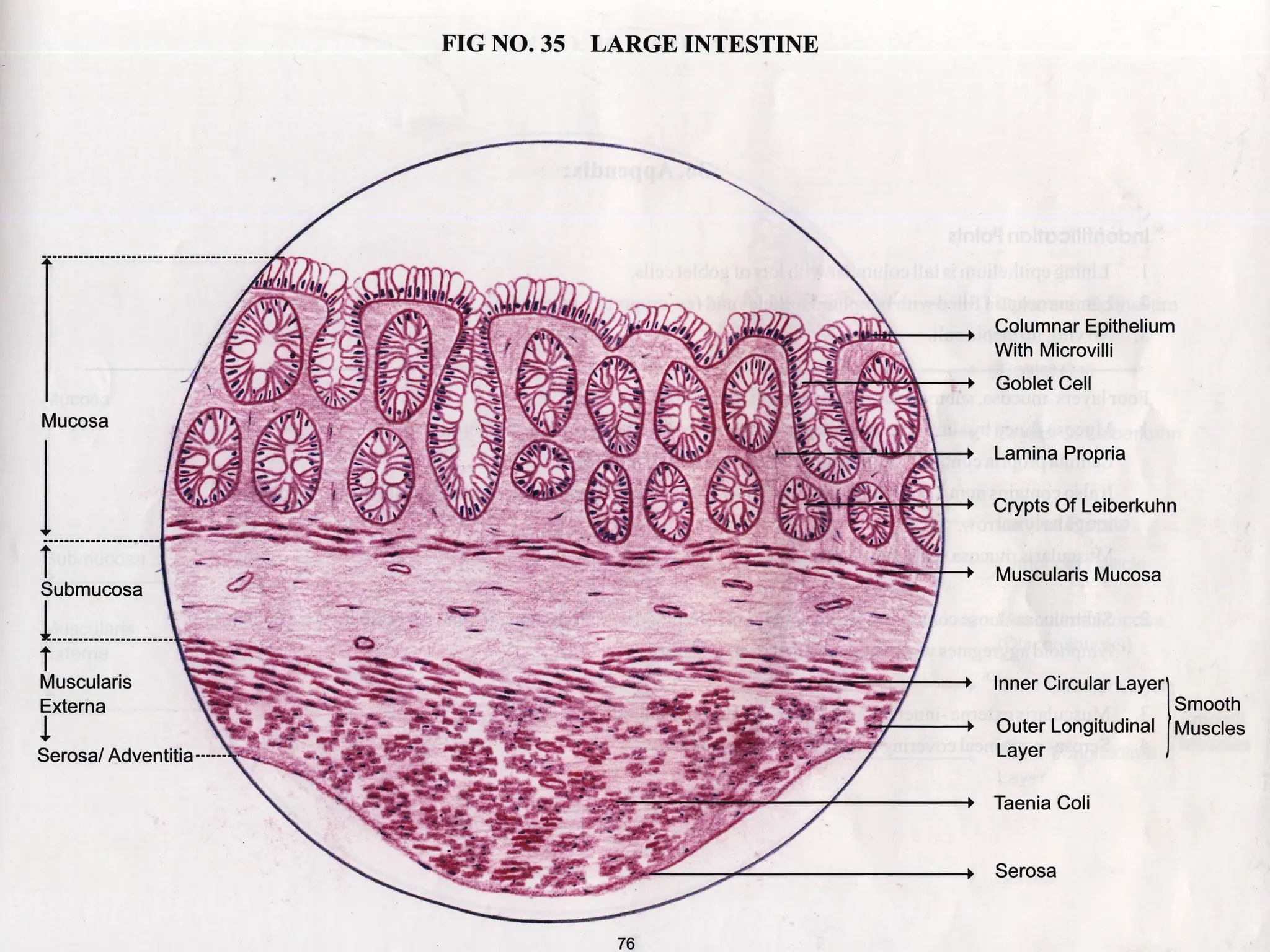 Histology Brief Review - Gastrointestinal tract | PPTX