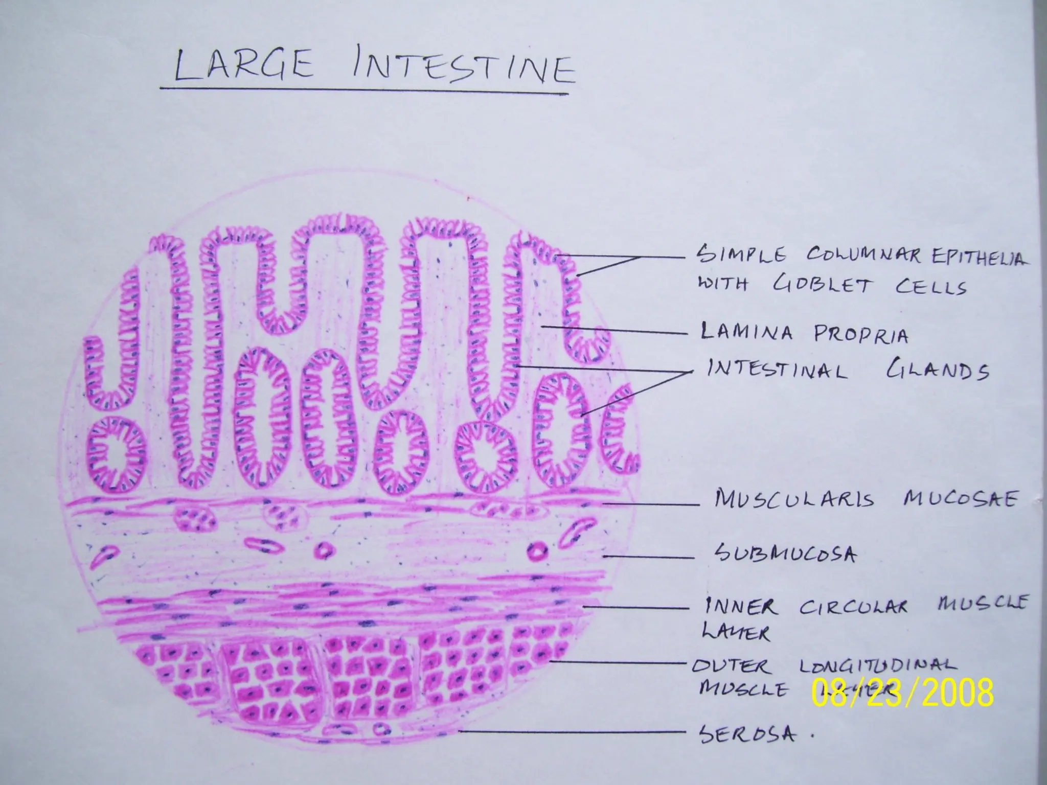 Histology Brief Review - Gastrointestinal tract | PPTX