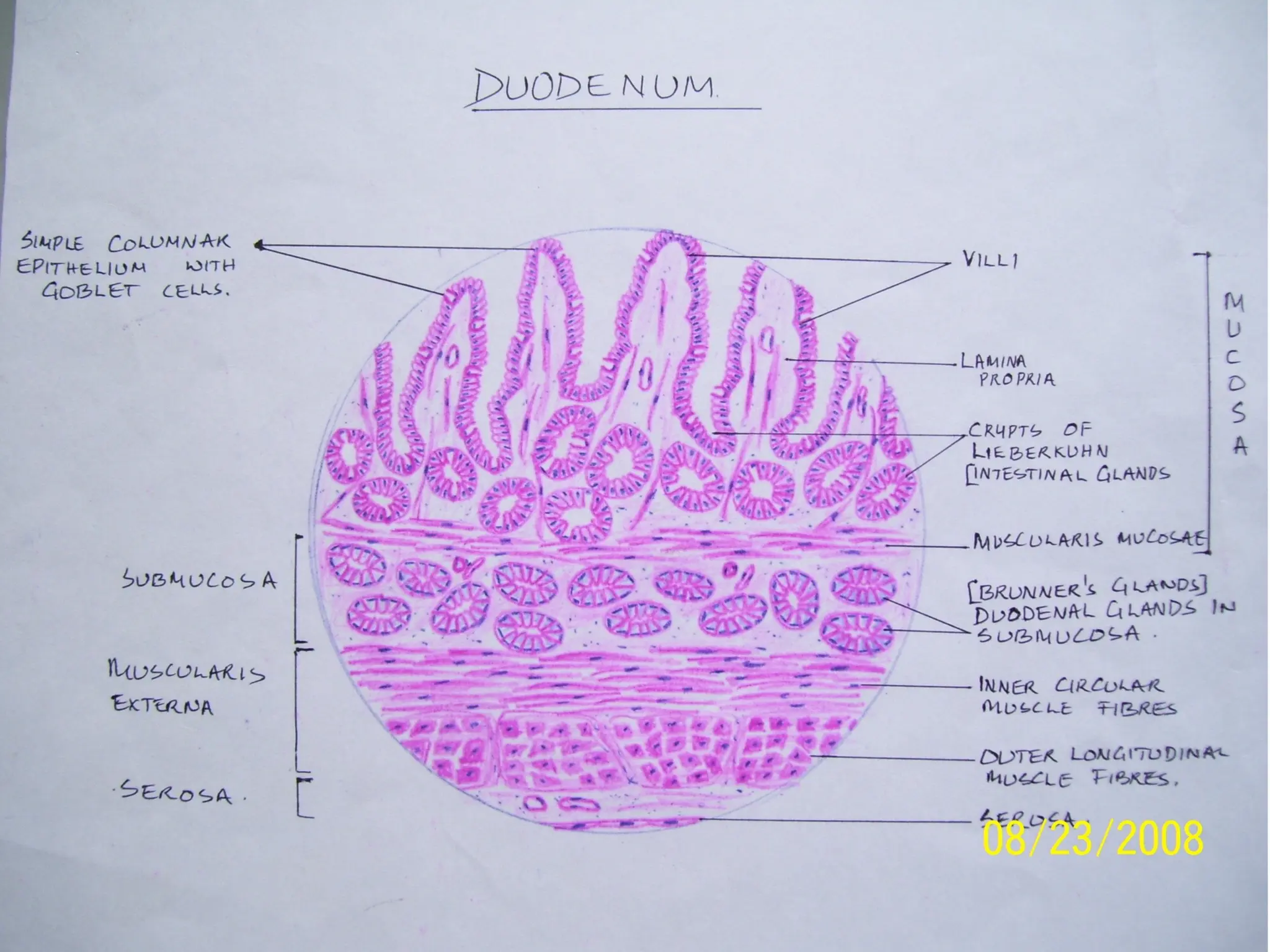 Histology Brief Review - Gastrointestinal tract | PPTX