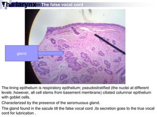 Histology lab URT | PPTX