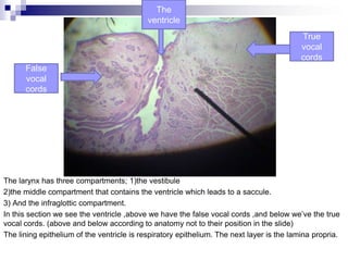 False Vocal Cords Histology