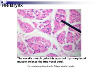 Vocalis Muscle Histology