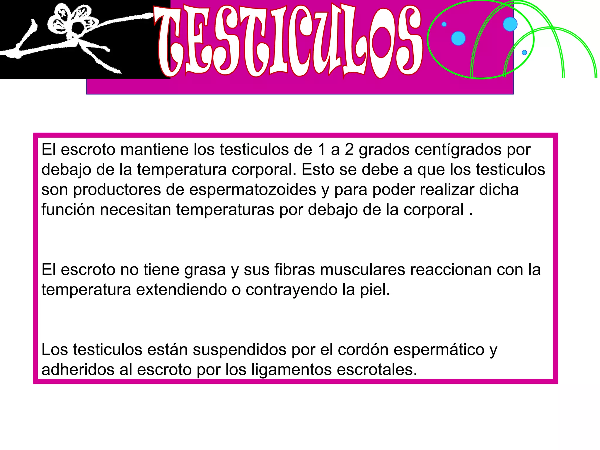 Histología del aparato reproductor masculino | PPS