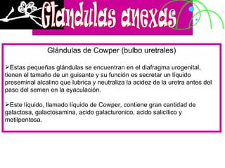 Histología del aparato reproductor masculino | PPS