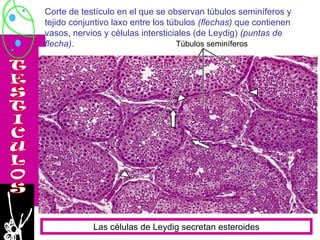 Histología del aparato reproductor masculino