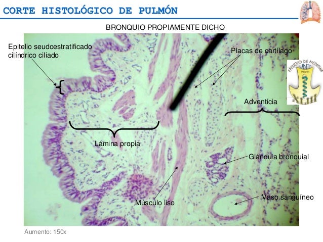 Histo Respiratorio