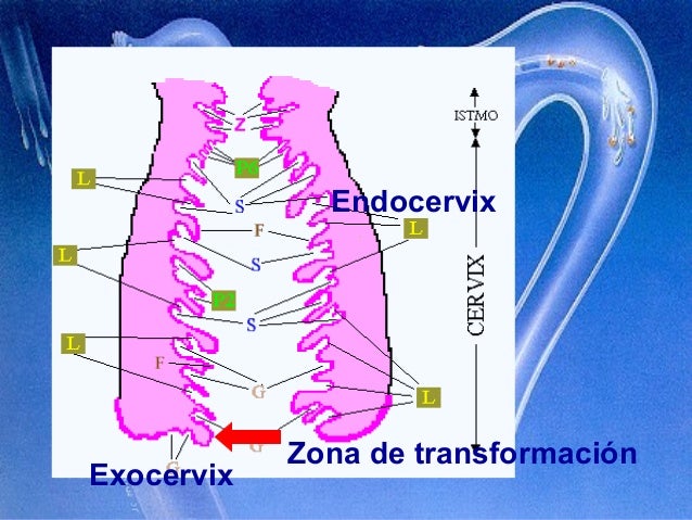 Histo vagina-uteto-trompas-ovario-