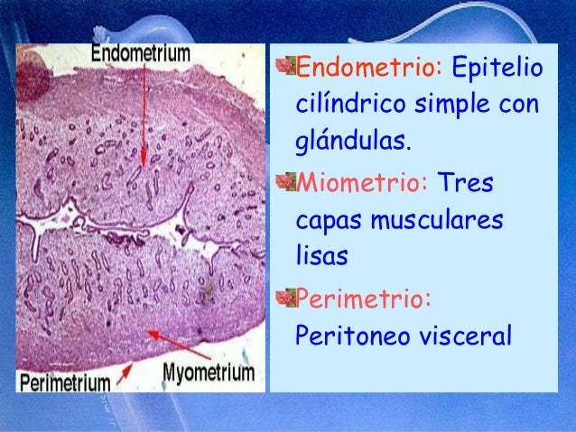 Histo vagina-uteto-trompas-ovario-