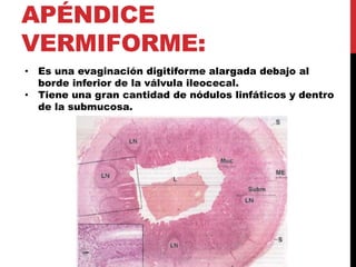 Histología del Aparato Digestivo II | PPTX