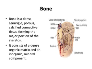 Histo – bone | PPTX