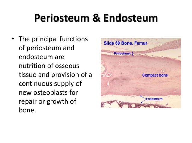 Histo – bone | PPTX