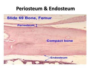 Periosteum Histology