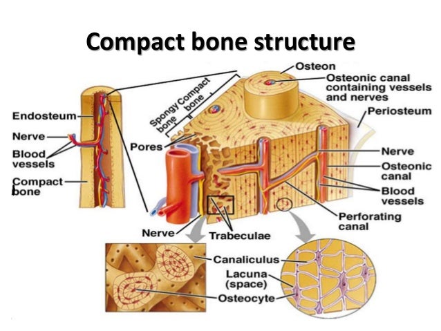 Microscopic Structure Of Compact Bone Cloudshareinfo Microscopic Structure Of Compact Bone Cloudshareinfo
