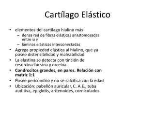Histo Cartilaginoso.pptx