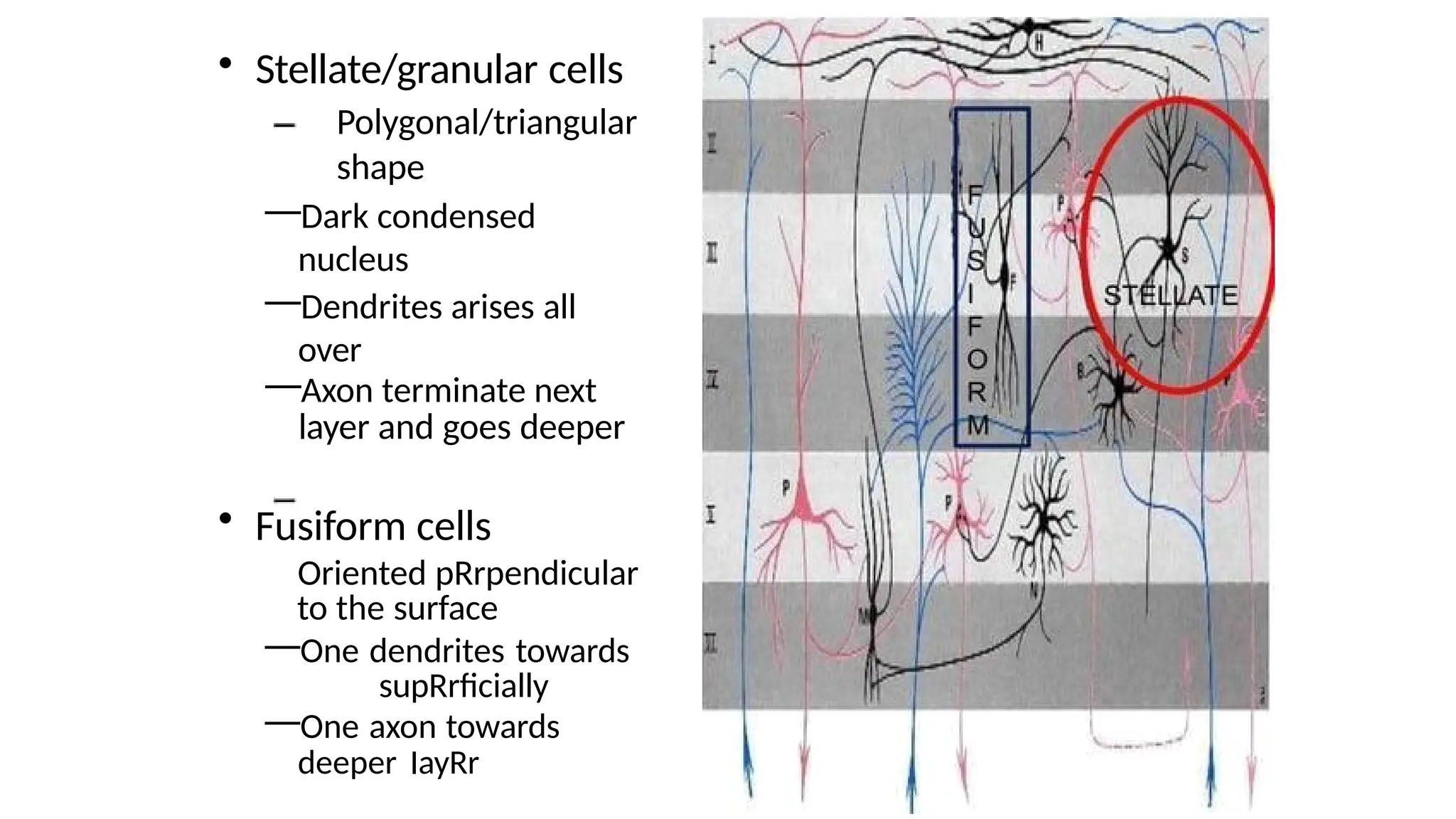 HISTO CEREBRUM,The layers of the cerebrum | PPTX