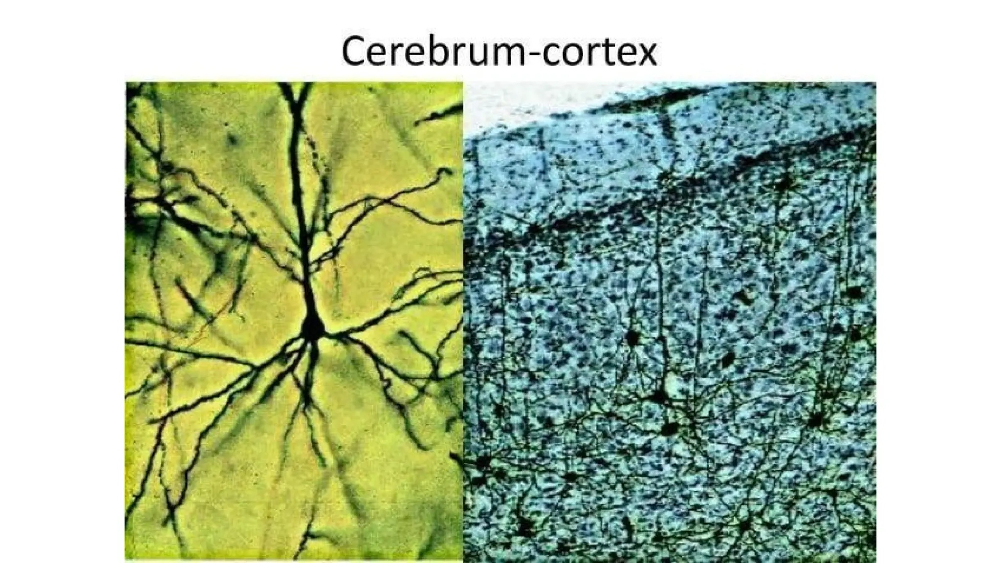 HISTO CEREBRUM,The layers of the cerebrum | PPT