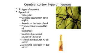 HISTO CEREBRUM,The layers of the cerebrum | PPT