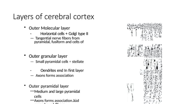 HISTO CEREBRUM,The layers of the cerebrum | PPT
