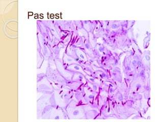 Histochemical test | PPTX