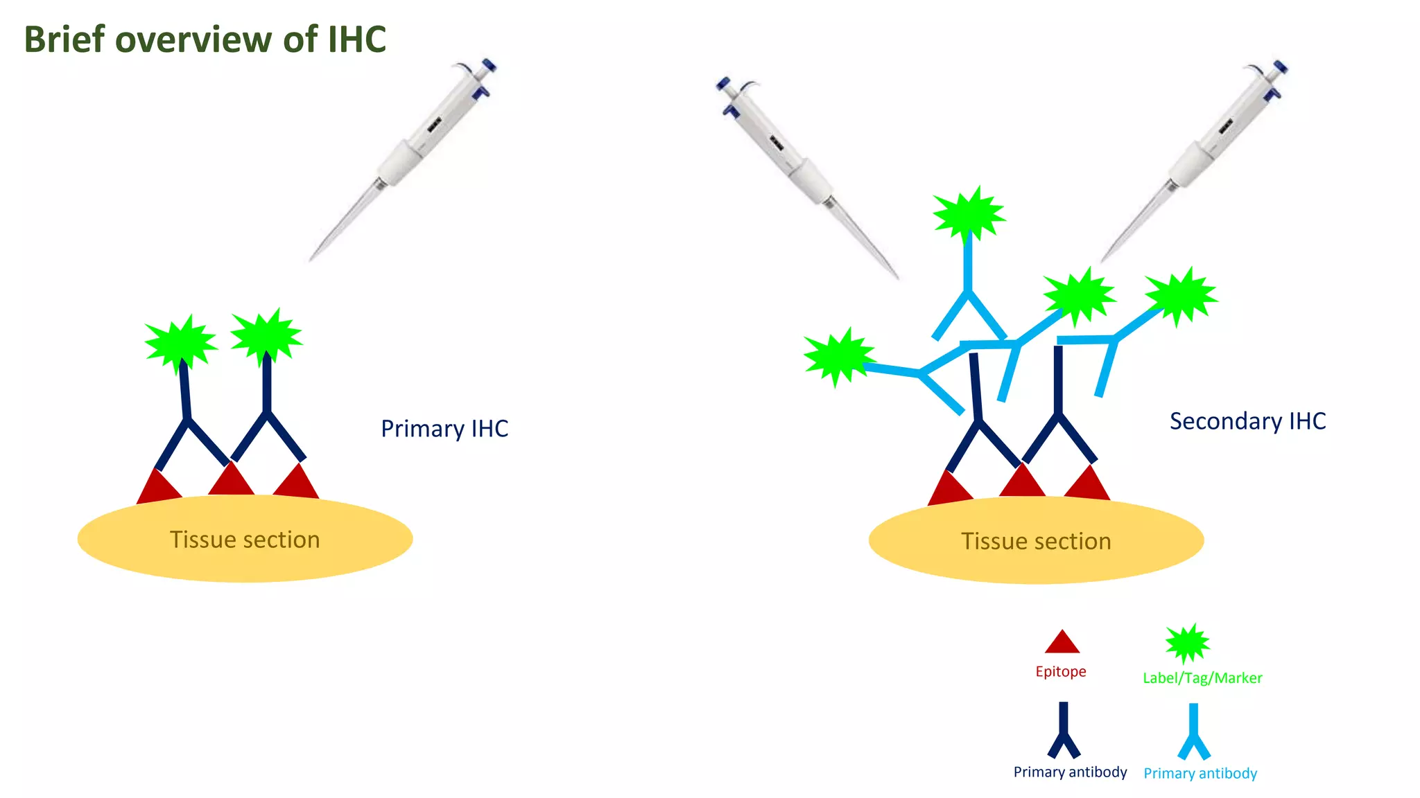 Histochemistry | PPTX