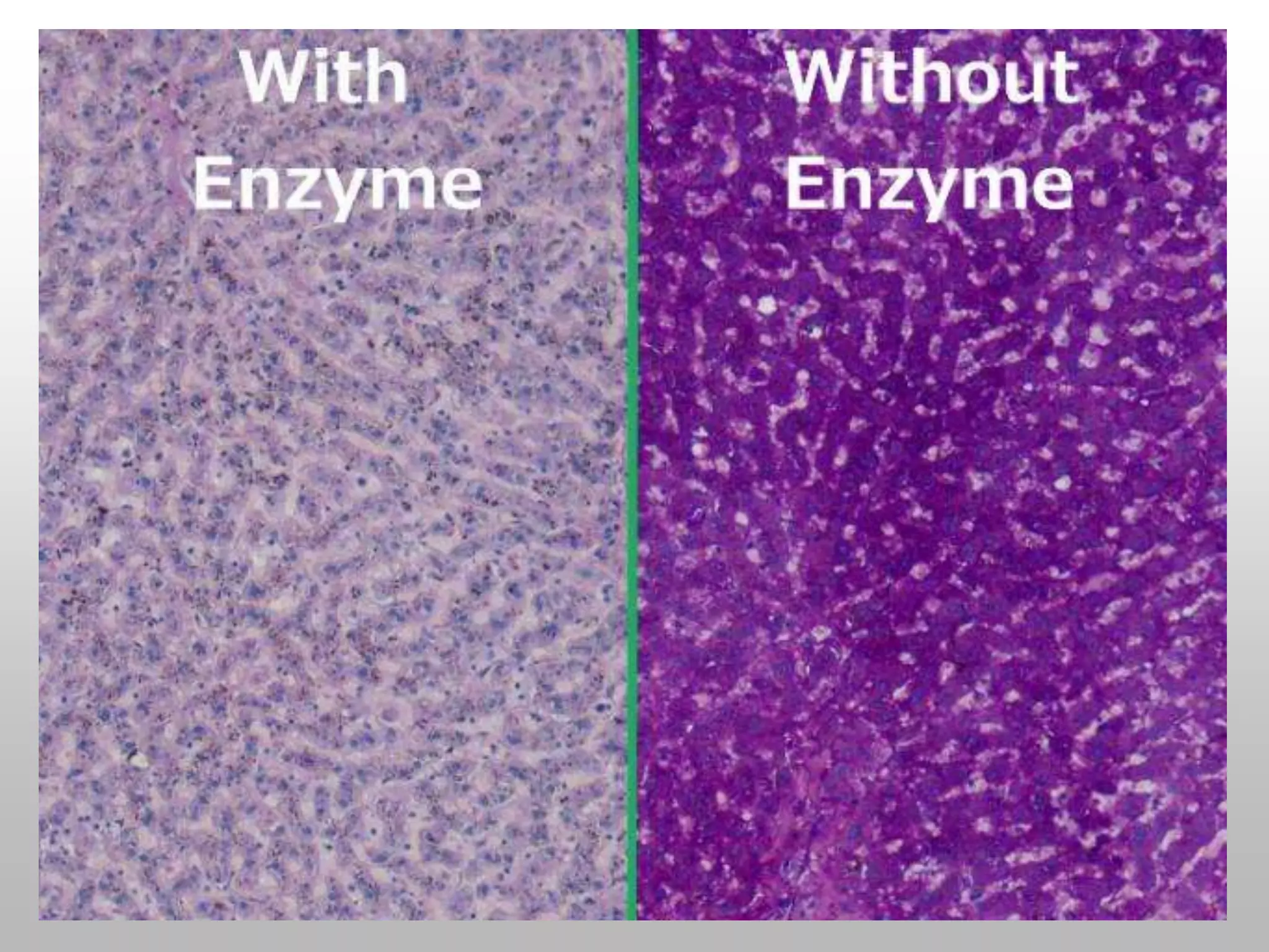 Role of Histochemistry in Surgical Pathology | PPTX