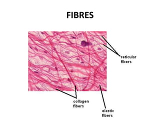 Histochemistry of oral tissues | PPTX