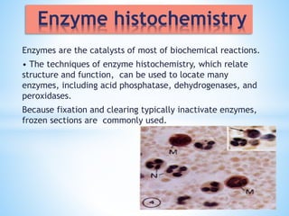 Histochemistry in pathology and it'sbranches.pptx | Chemistry | Science