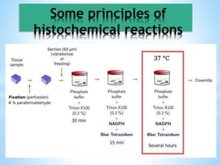Histochemistry in pathology and it'sbranches.pptx | Chemistry | Science