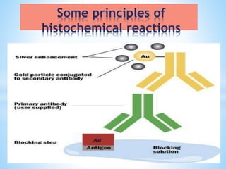Histochemistry in pathology and it'sbranches.pptx